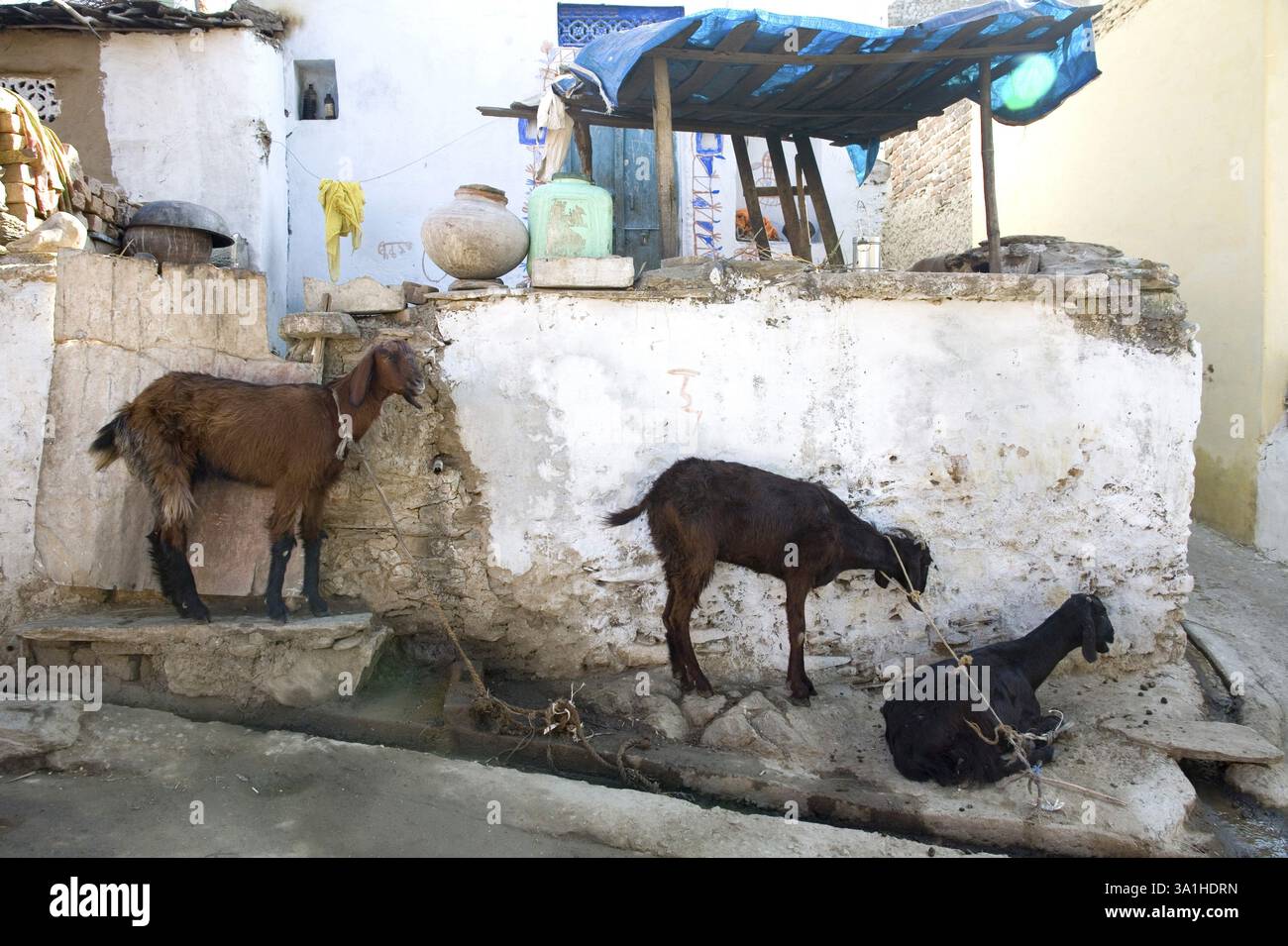 Three tied goats tribal area Bheel basti, village Dilwara, Udaipur ...