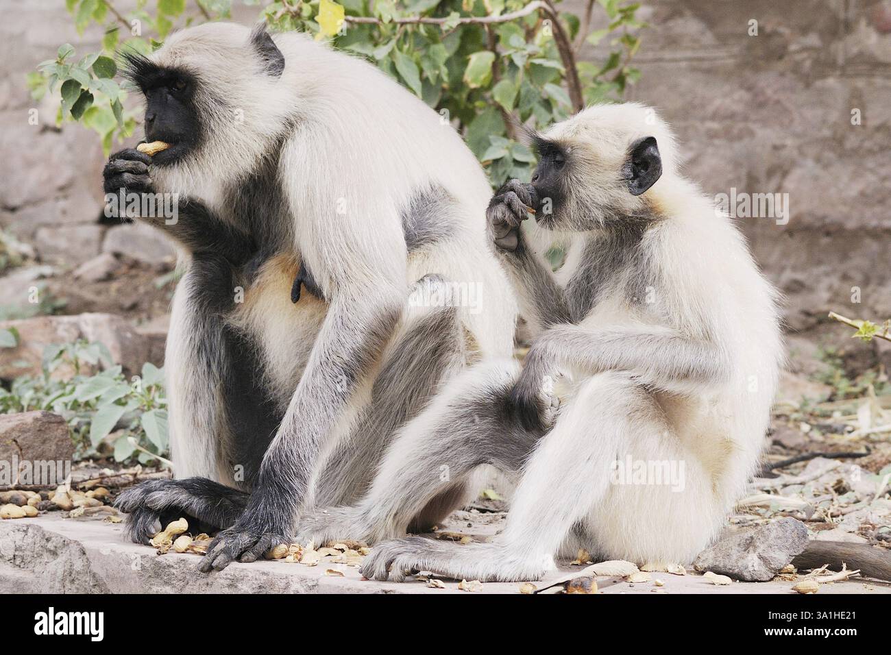 Monkey common langur presbytis entellus eating food, Mandore, Jodhpur ...