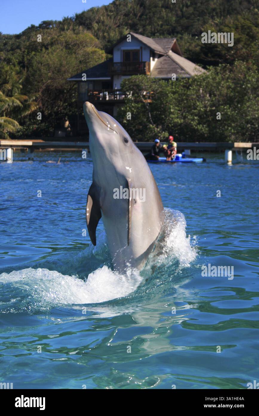 A bottlenose dolphin, Binomial name Tursiops Truncatus, Scientific ...