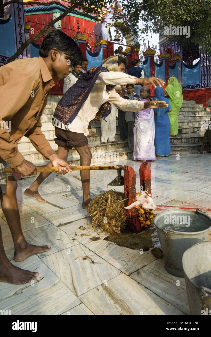 Religious sacrifice of goat at Rajrappa temple and Maa Chhinna Mastika ...
