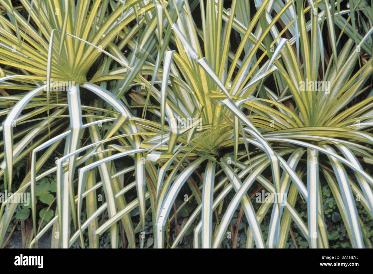 Wild tropical striated grass Botanical gardens, Singapore, Asia Stock ...