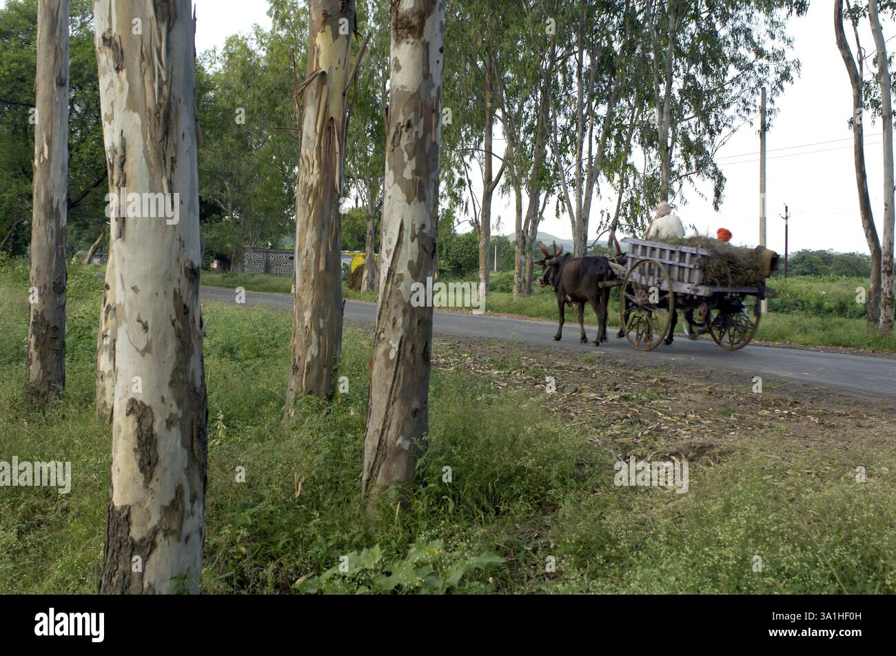 Eucalyptus tree plantation at Ralegan Siddhi near Pune, Maharashtra ...
