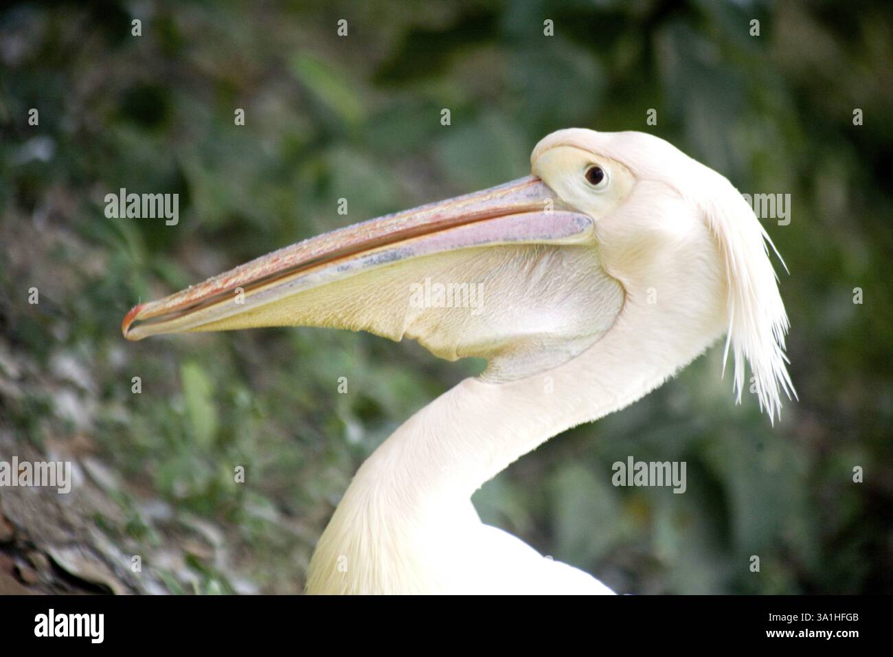 Bird, Pelican in zoo, Calcutta now Kolkata, West Bengal, India, Asia ...