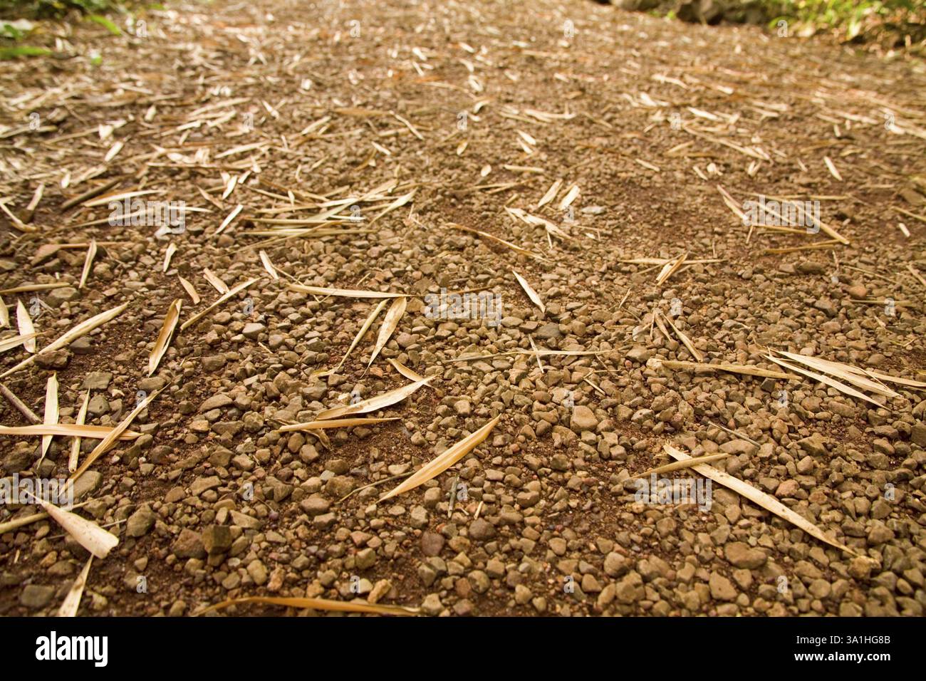Forest Footway, Sanjay Gandhi National Park, Borivali, Bombay Mumbai ...
