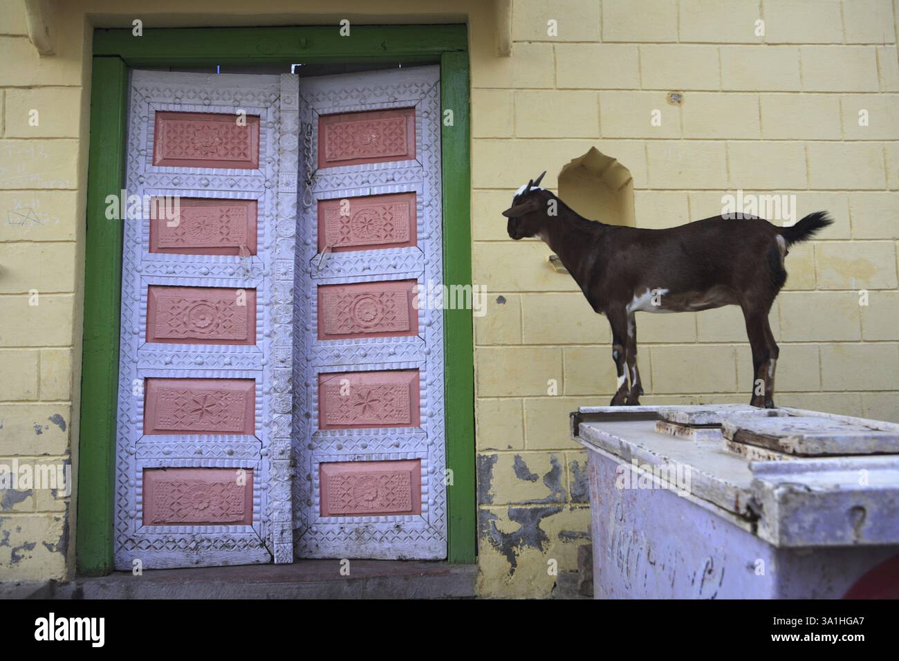 Door and goat in Village, Agra, Uttar Pradesh, India, Asia Stock Photo ...