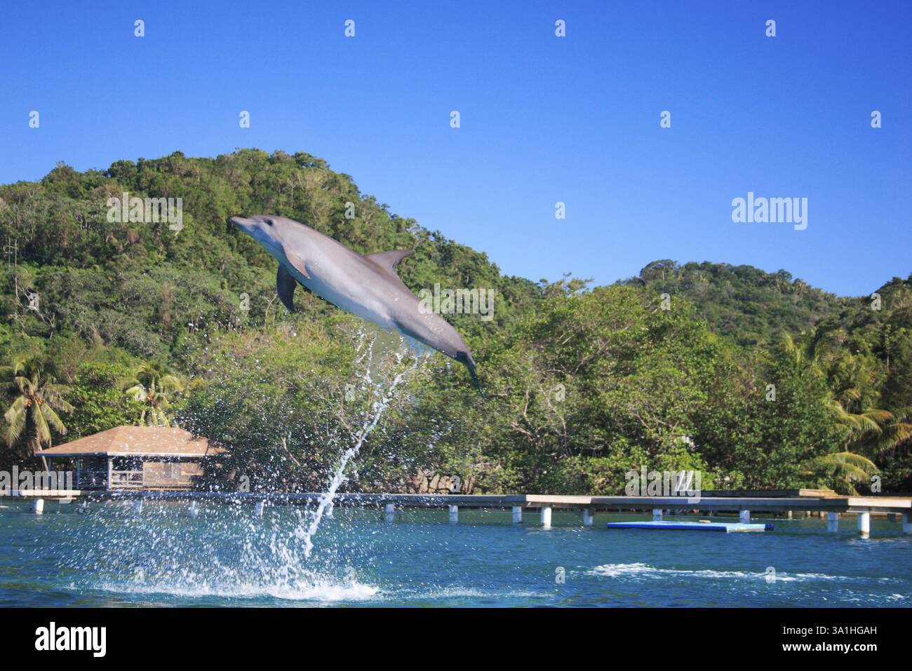 Dolphin jumping, A bottlenose dolphin, Binomial name Tursiops Truncatus ...