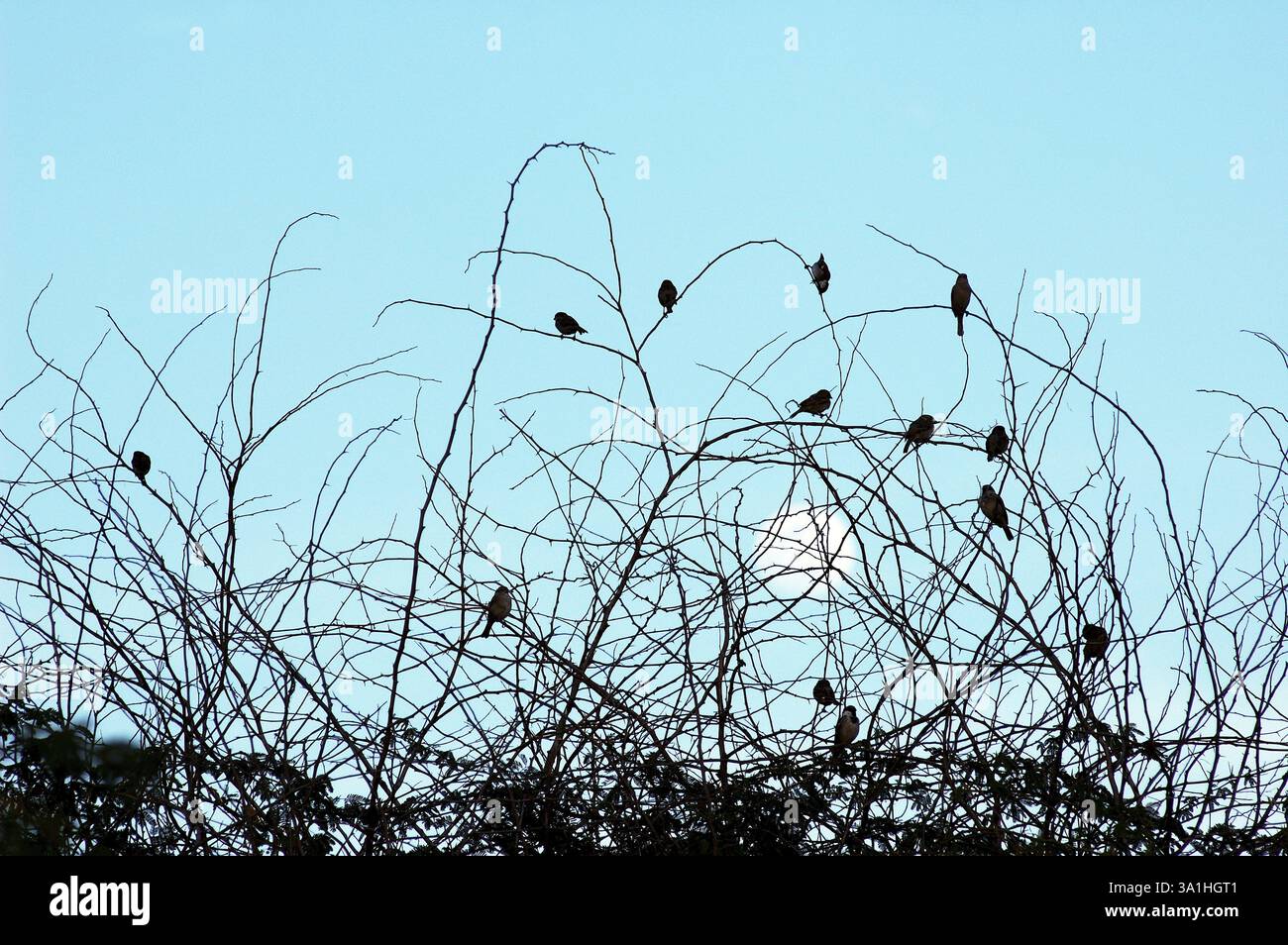 Birds on trees, India, Asia Stock Photo - Alamy
