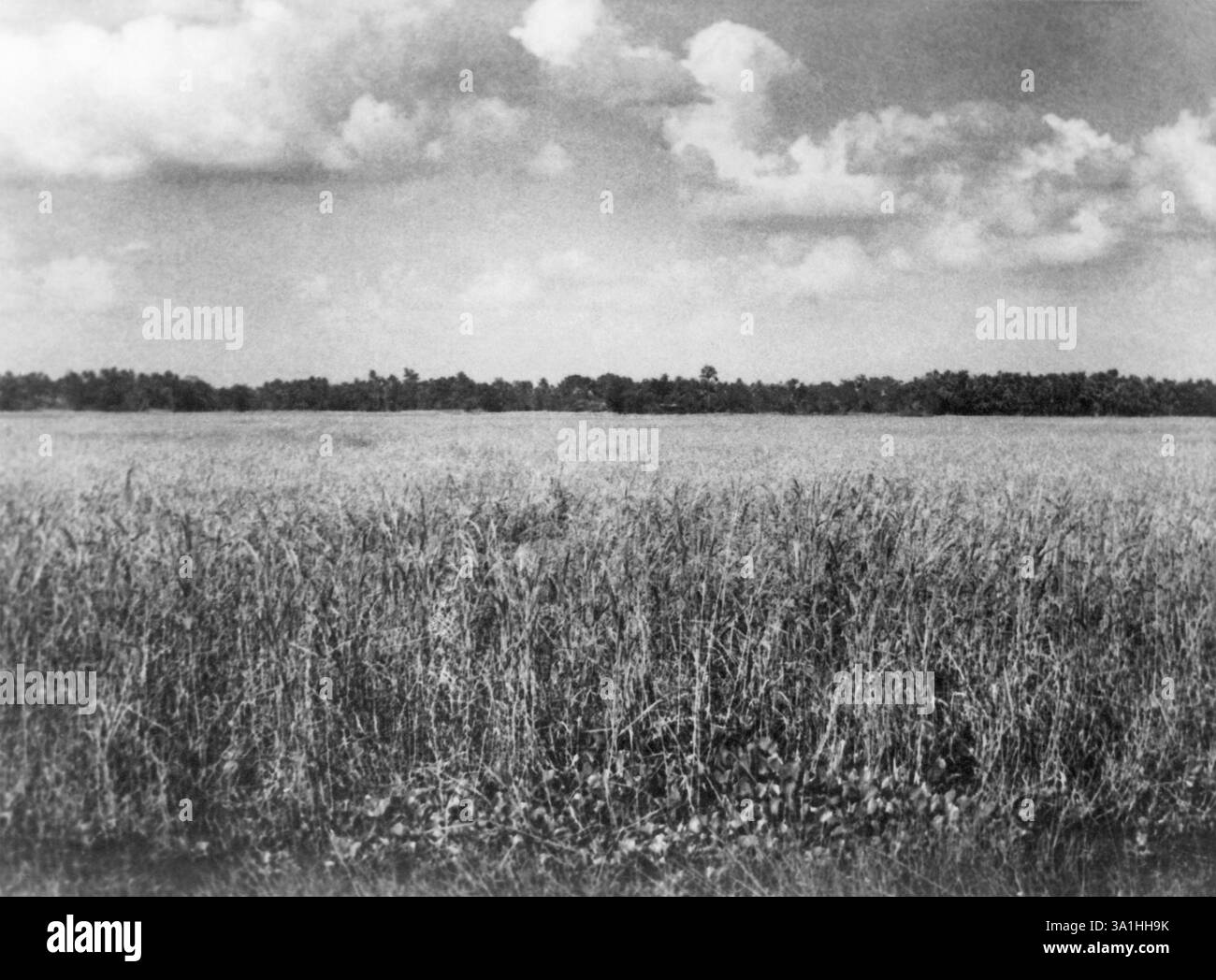 Agrarian countryside Black and White Stock Photos & Images - Alamy