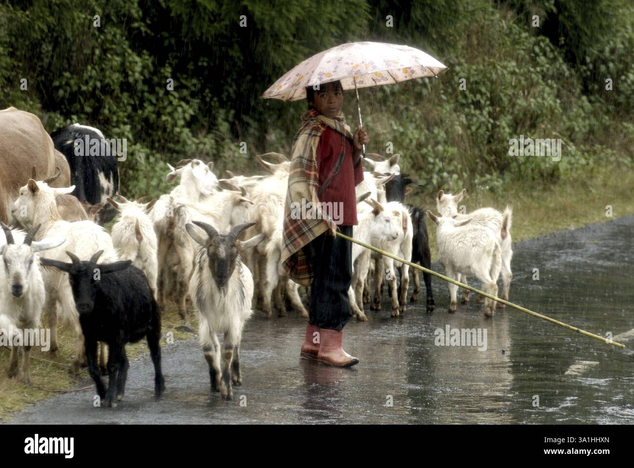 Shepherd with his sheep, Khasi tribe, Shillong, Meghalaya, India, Asia ...