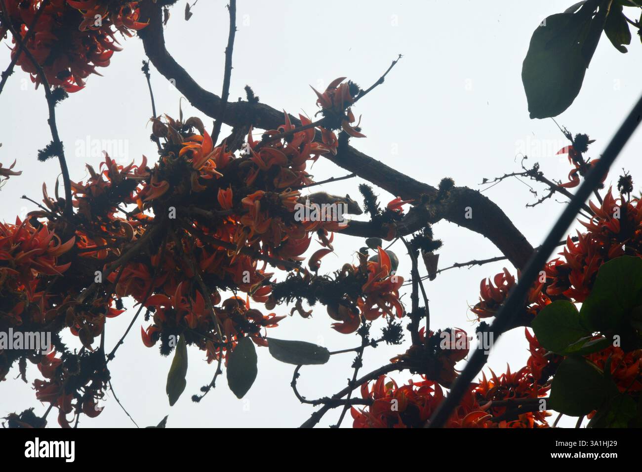 Palash flower plant hi-res stock photography and images - Alamy