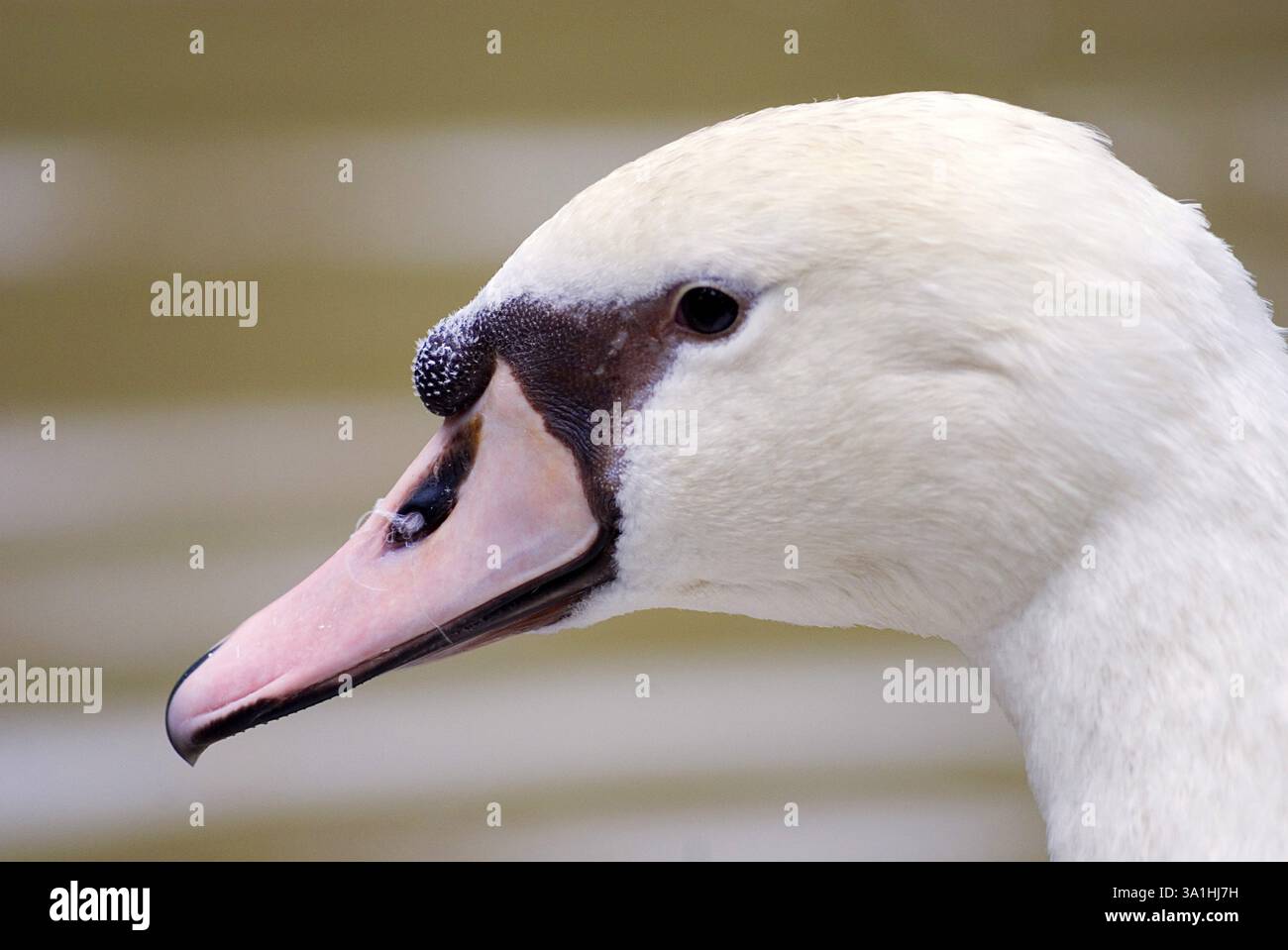 White swan at Jurong bird park, Singapore, Asia Stock Photo - Alamy