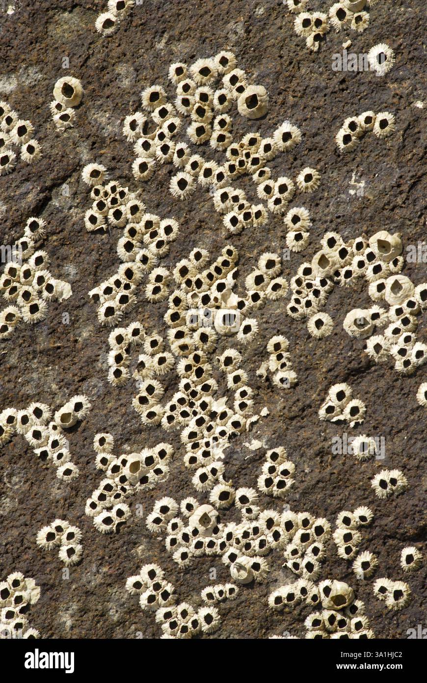 Corals on rock, Harihareshwar Beach, Konkan region, Distract Raigad ...