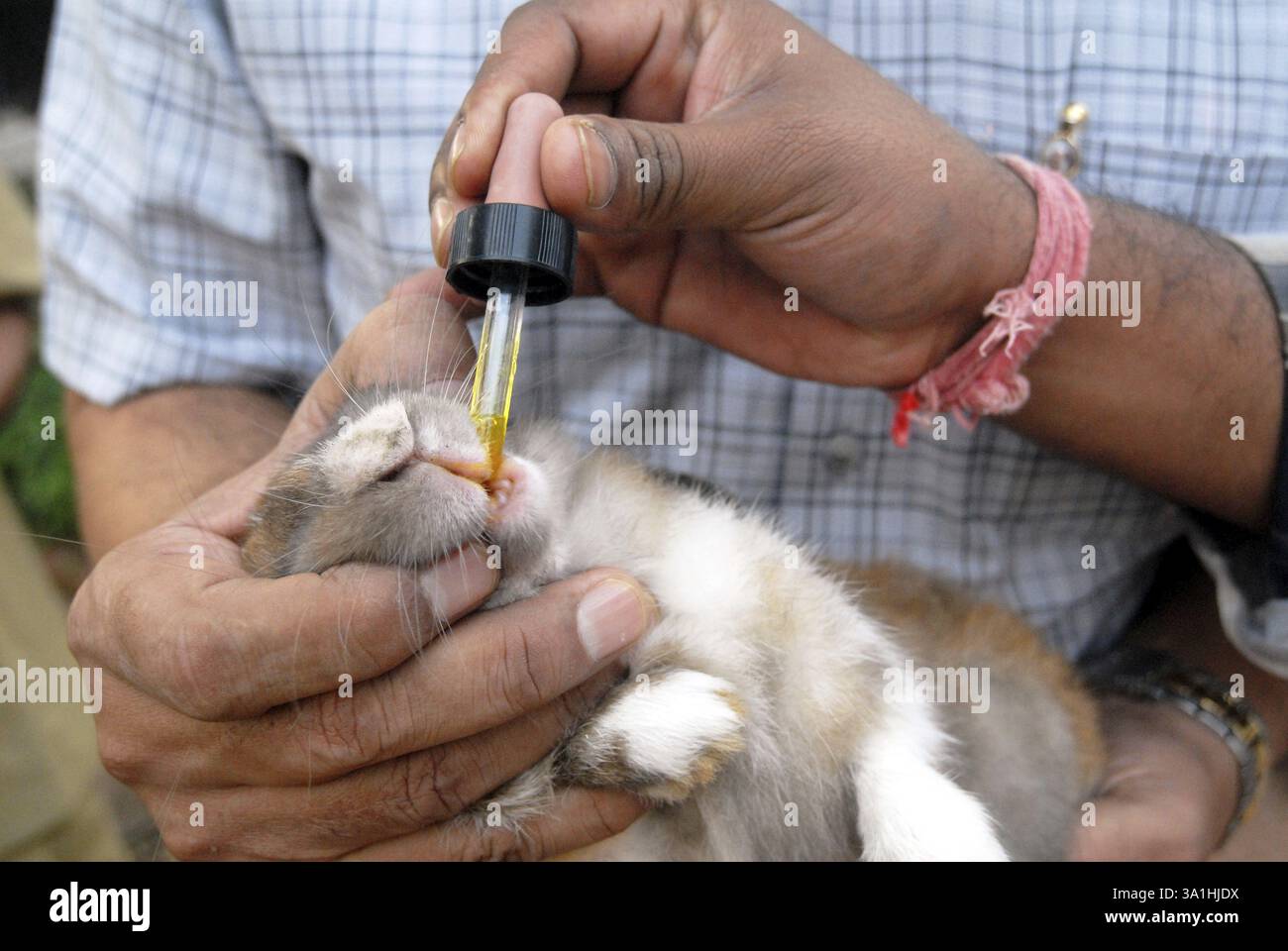 Injured rabbit hi-res stock photography and images - Alamy