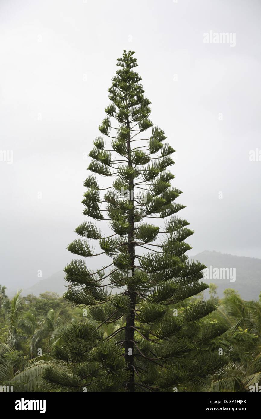 Triangular shaped tree hi-res stock photography and images - Alamy