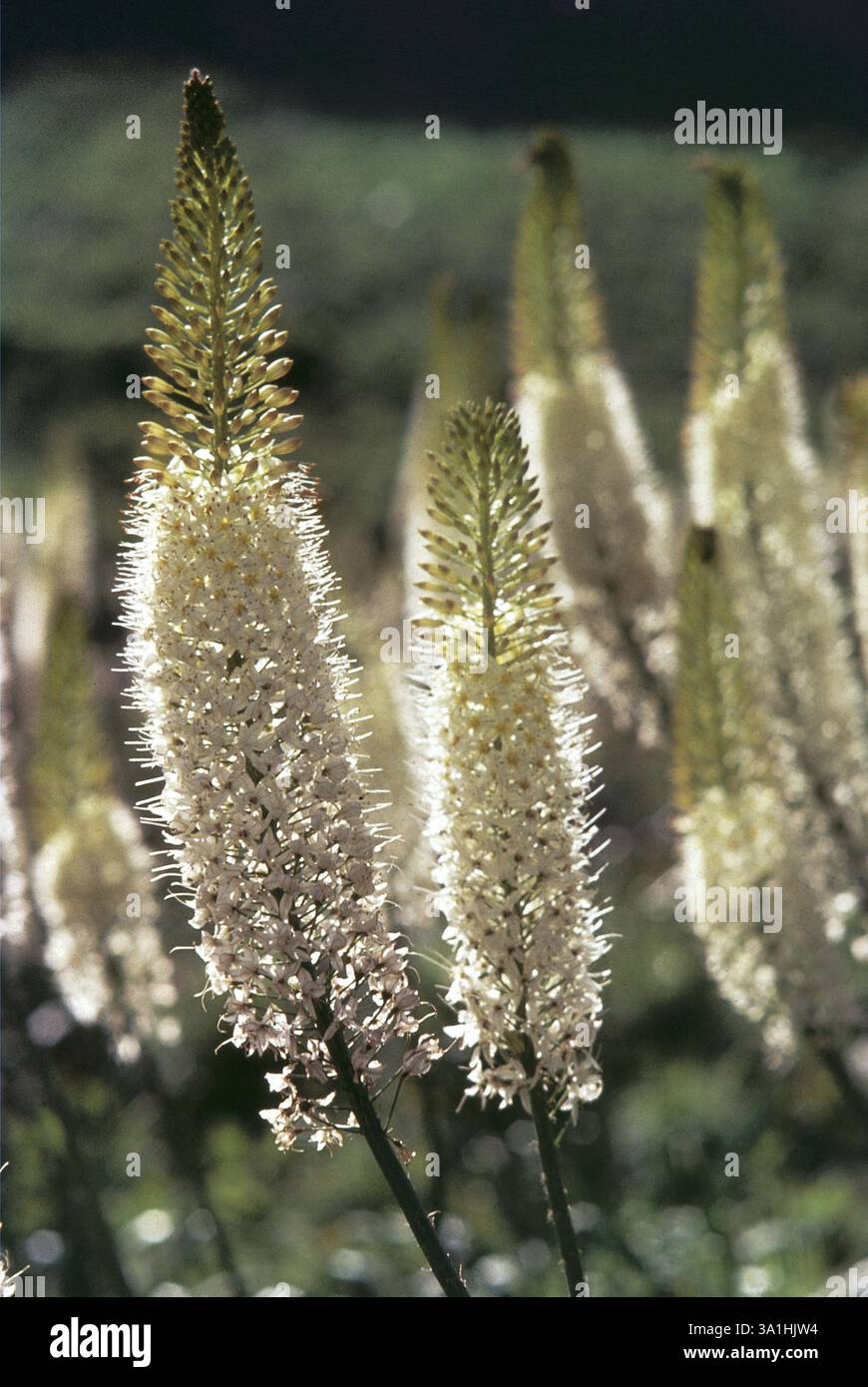 Himalaicus hi-res stock photography and images - Alamy