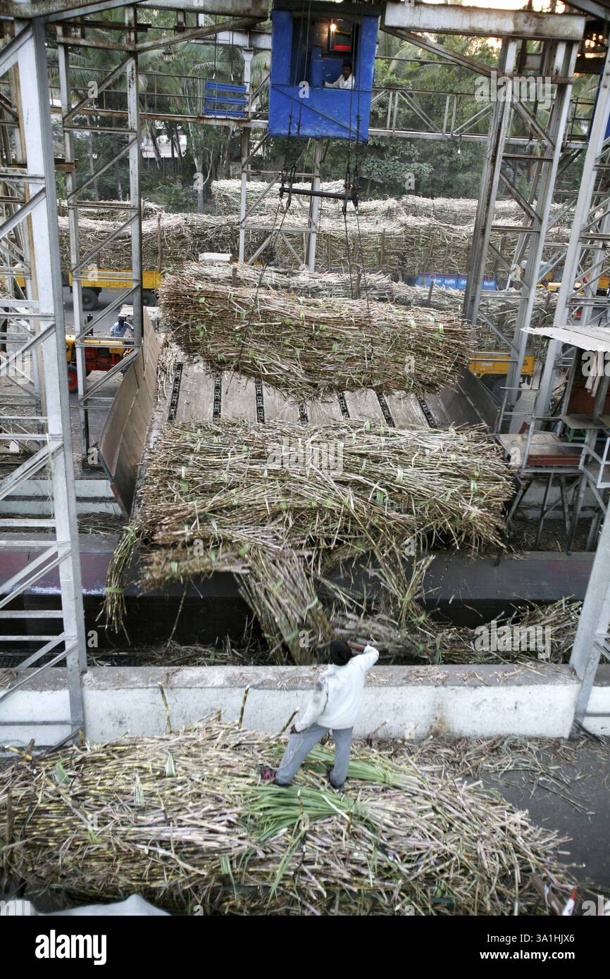 The load of sugarcane being dropped on the weight machine at the sugar ...