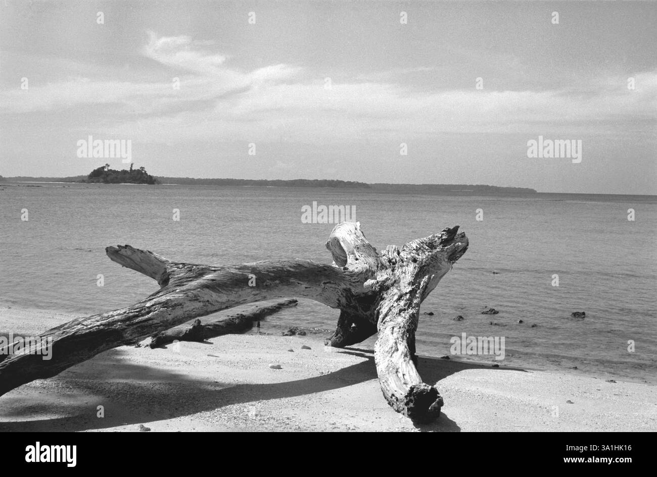 Log trunk Black and White Stock Photos & Images - Alamy