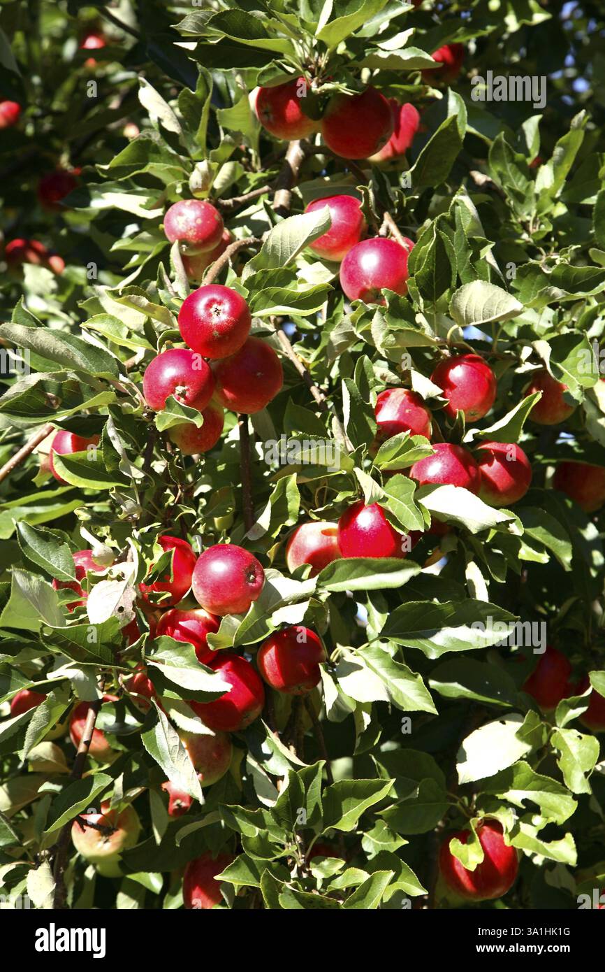 Fruits, tree loaded with red apples and green leaves Stock Photo - Alamy