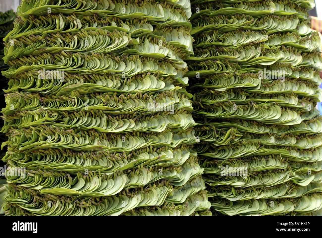 The Betel (Piper beetle Linn) is a spice whose leaves have medicinal ...