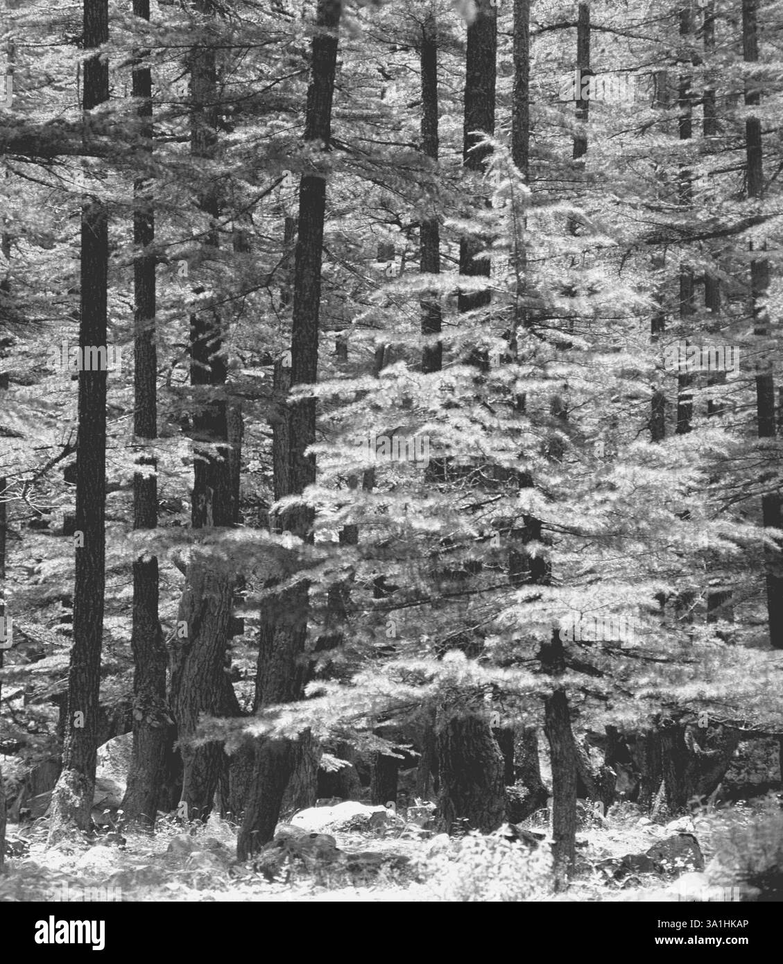 Tree forms thick hi-res stock photography and images - Alamy