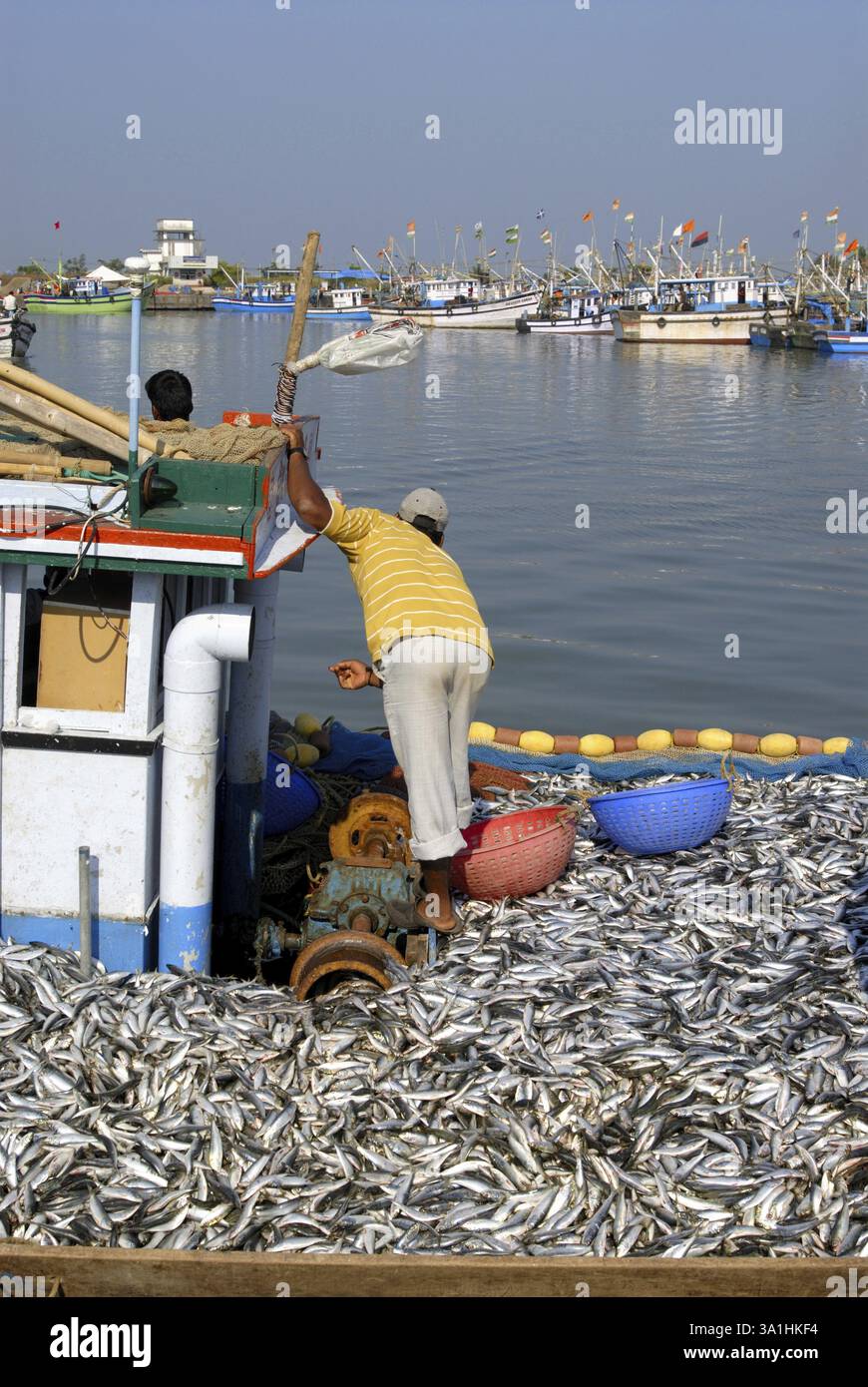 A fisherman in a country fishing boat full of fish at huge fishing yard ...