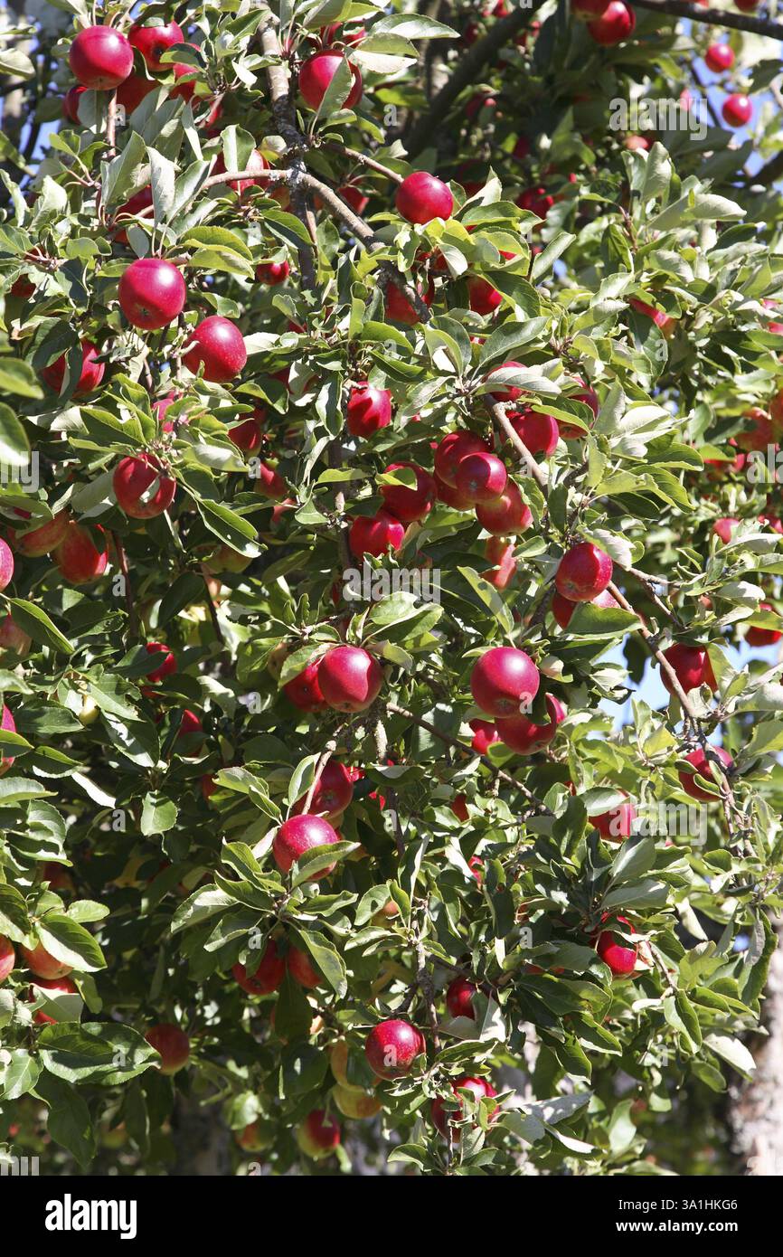 Fruits, tree loaded with red apples and green leaves Stock Photo - Alamy