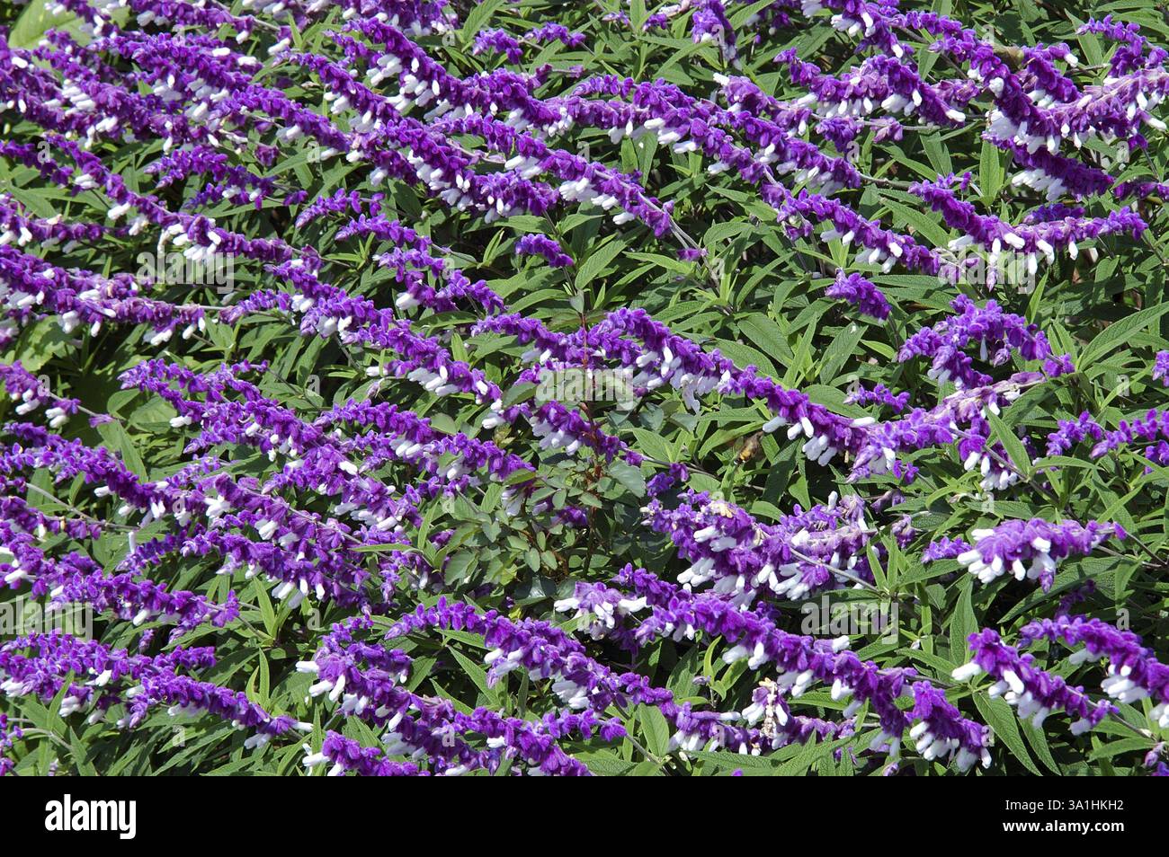 Flora Fauna violet purple wild flowers at Binsar, Uttaranchal, India ...