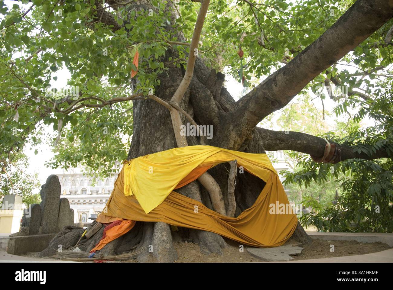 Bodhi tree near Mahabodhi temple, Bodhgaya, Bihar, India, Asia Stock ...