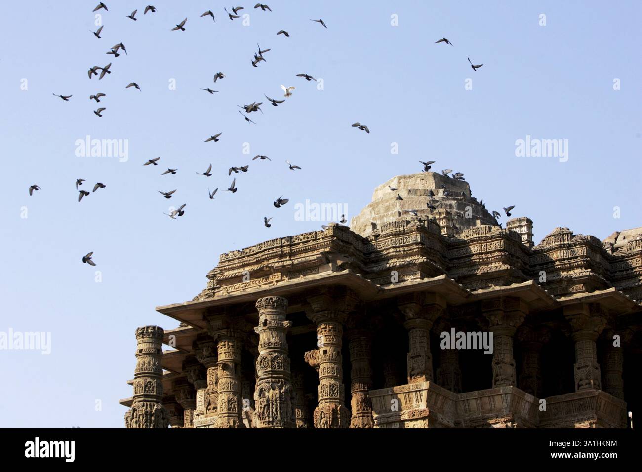 Pigeons have flights over the top of the Modhera Sun temple (1026 A.D.) situated at a distance ...