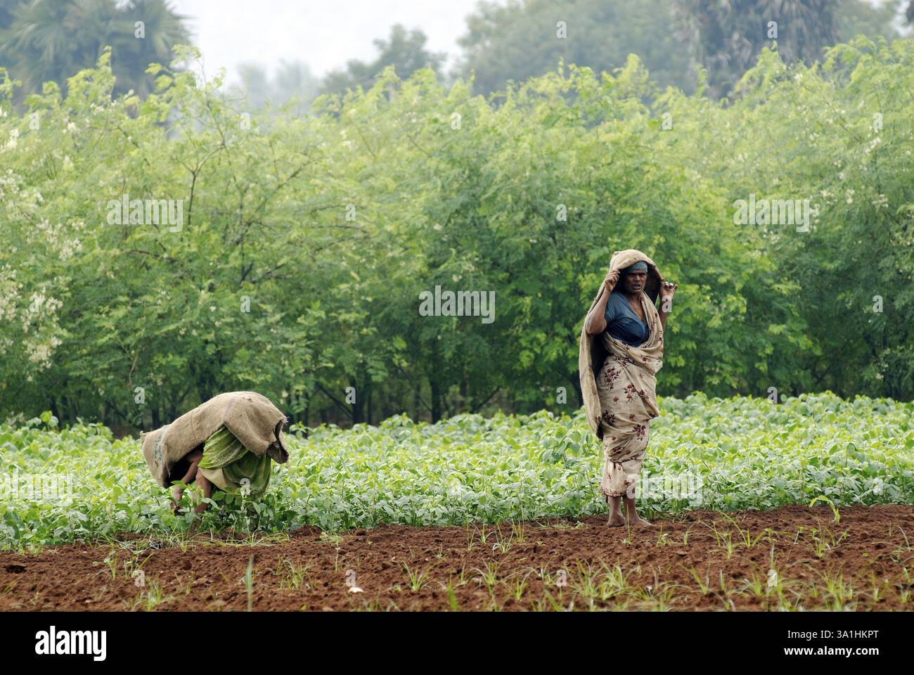 Monsoon india farm hi-res stock photography and images - Alamy