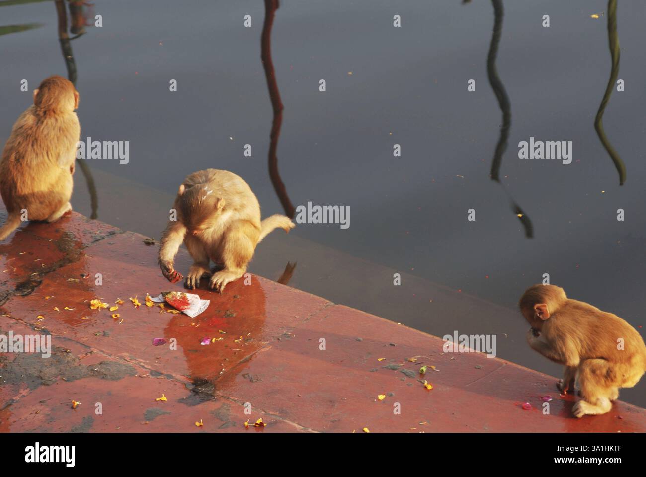 Young monkeys at Vishram ghat of Yamuna, Mathura, Uttar Pradesh, India ...