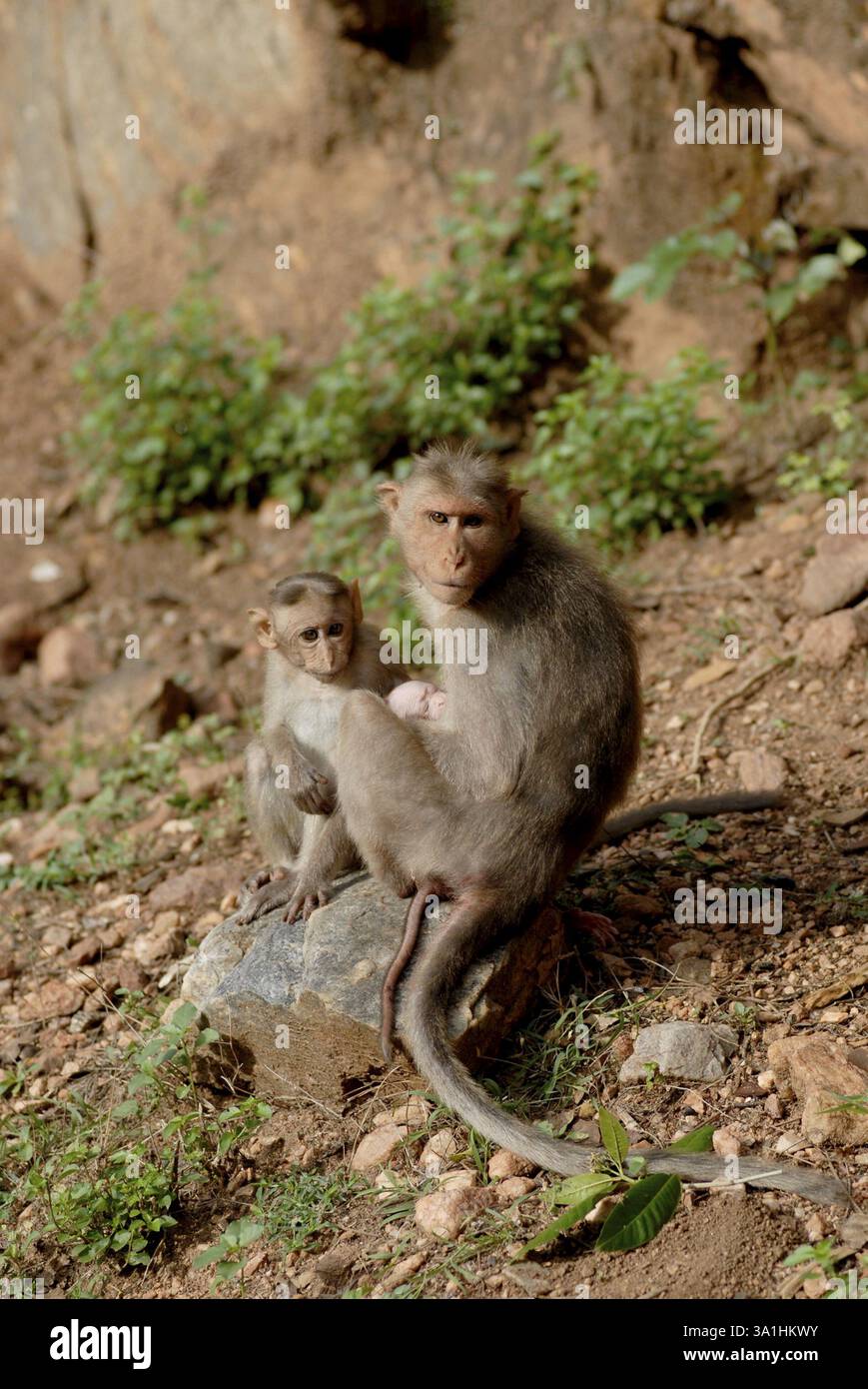 Bonnet monkey with baby on roadside of forested hill, Palamuthircholai ...