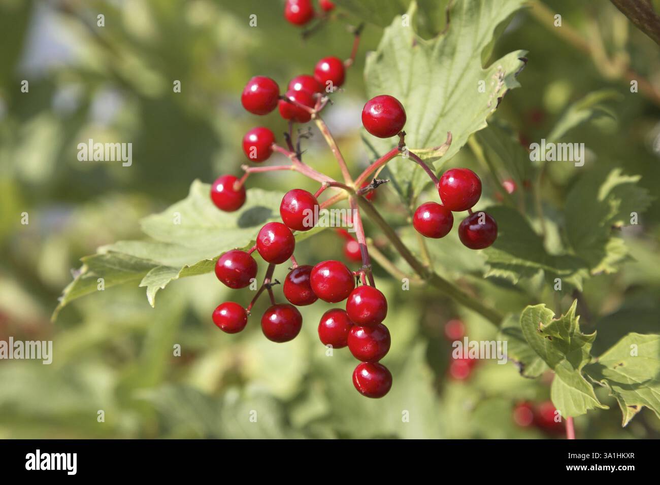 Red small fruits Viburnum Trilobum dwarf Cranberry bush Viburnum ...