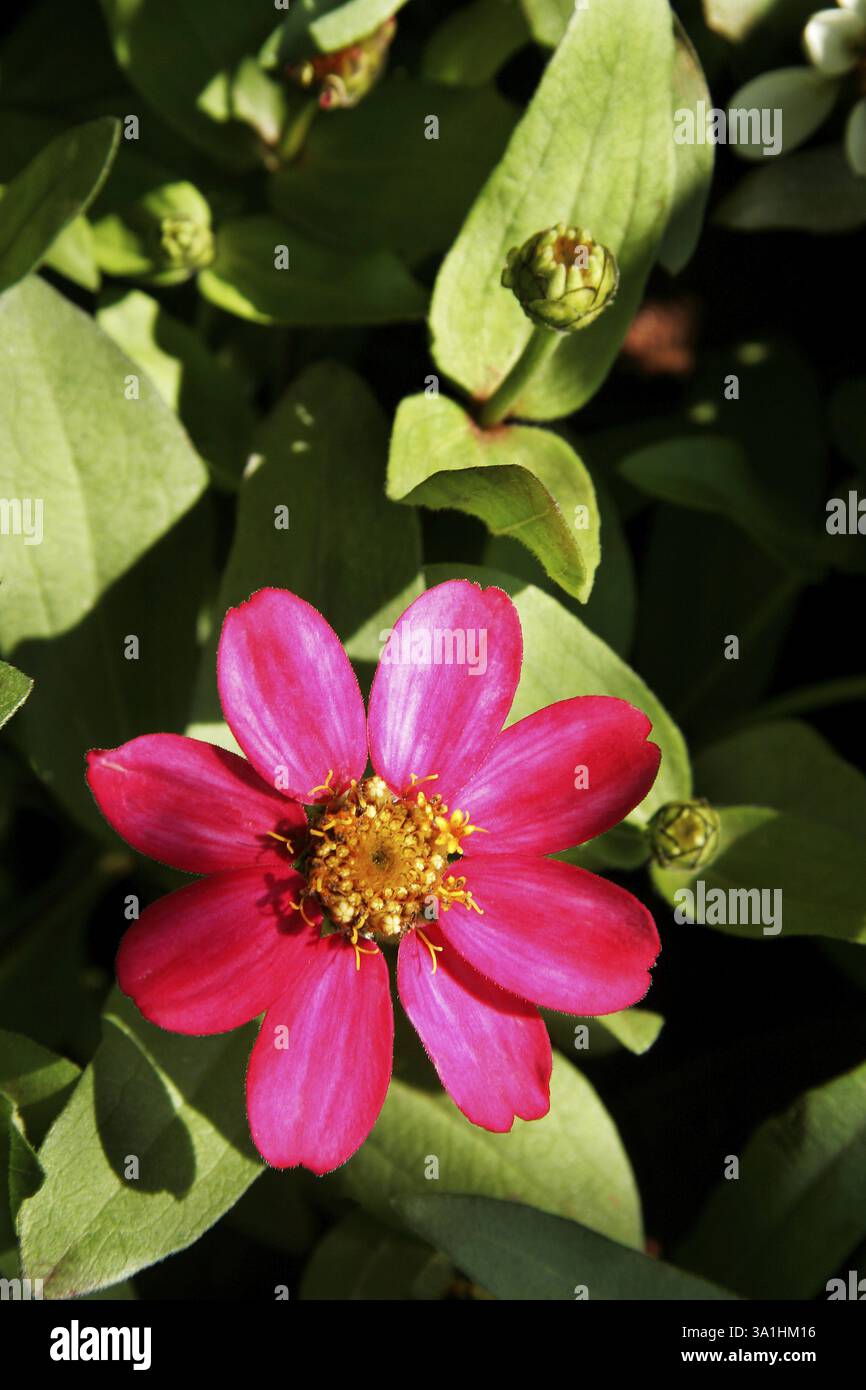 Small pink Zenia flower, Pune, Maharashtra, India, Asia Stock Photo - Alamy