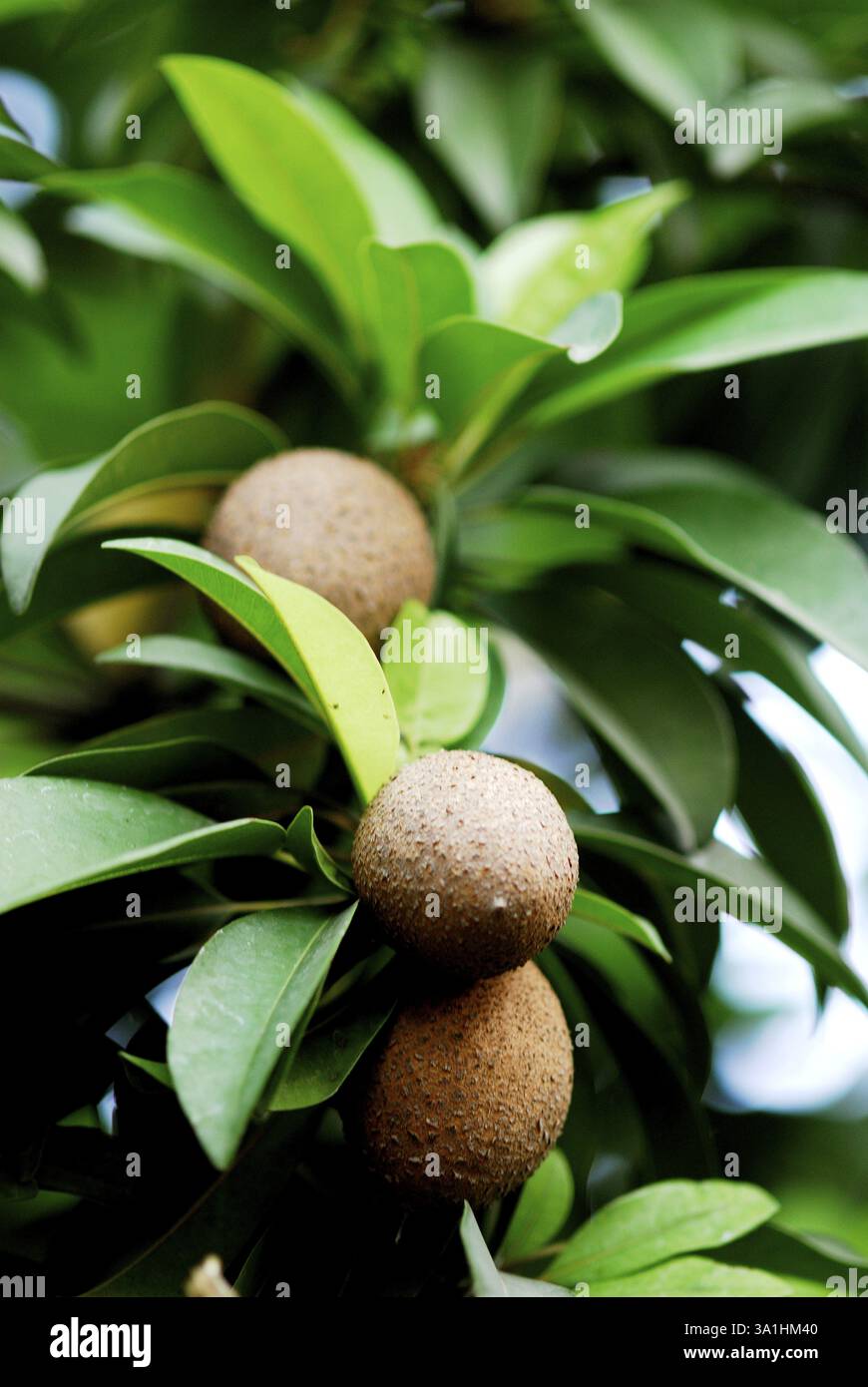 Chickoo Chickoos (Manilkara zapota) hanging on tree branch, Nanded ...