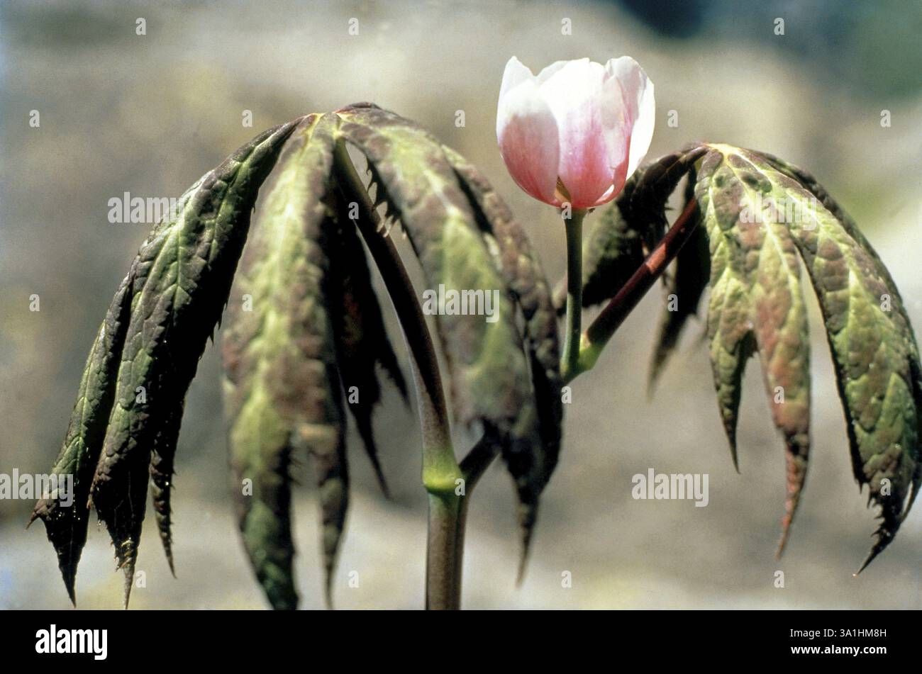 Himalayan Mayapple Latin name Podophyllum hexandrum Stock Photo - Alamy