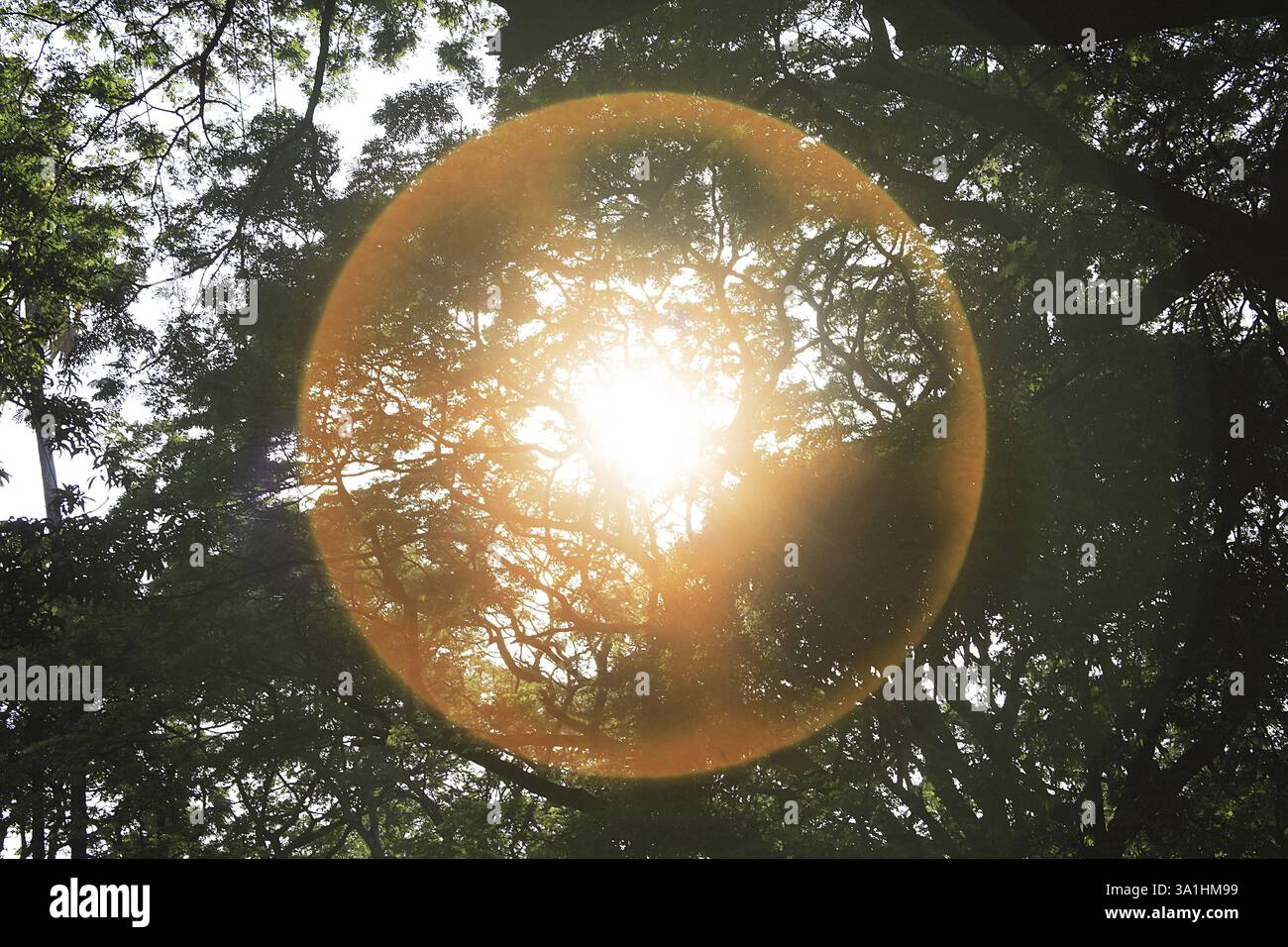 Shadow and beam of light coming through leaves of tree in Sanjay Gandhi ...