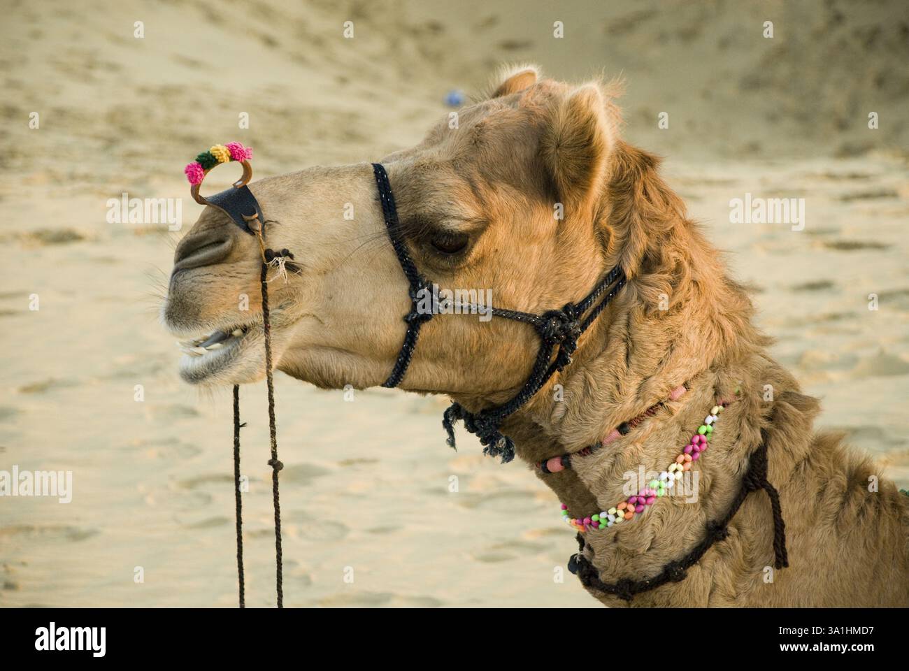 Camel at sam sand dunes at Jaisalmer, Rajasthan, India, Asia Stock ...