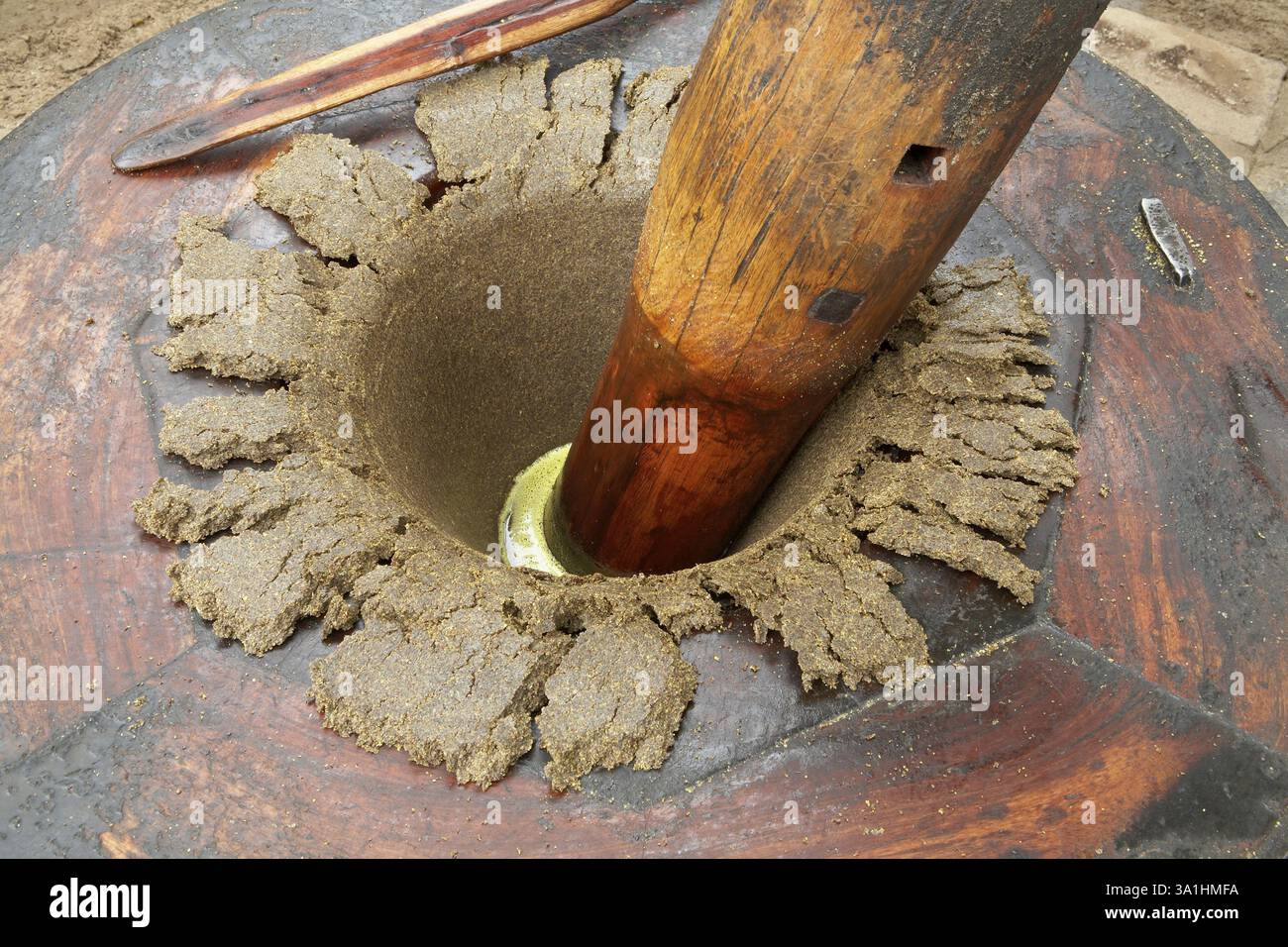 Mustard oil oozing out at the bottom of the well of the oil pressing ...