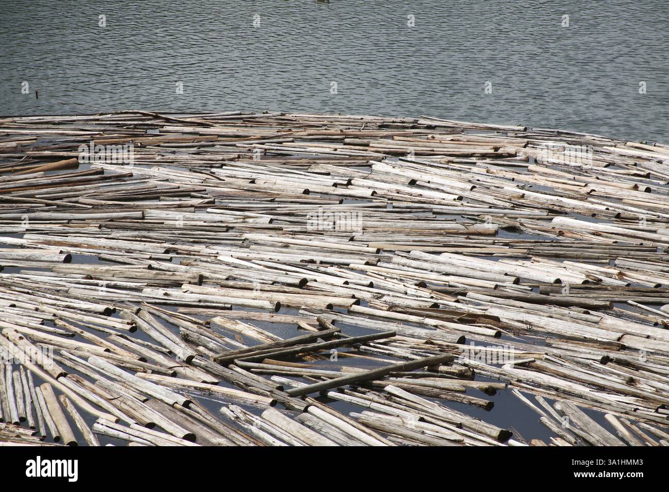 Wood logs floating on water kept for seasoning near echo point at lake ...