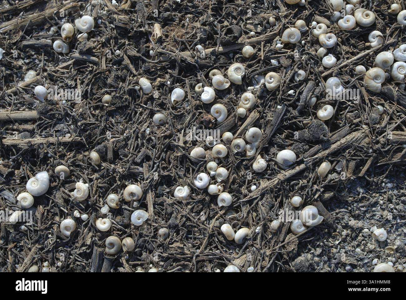 Shells, Kutch, Gujarat, India, Asia Stock Photo - Alamy