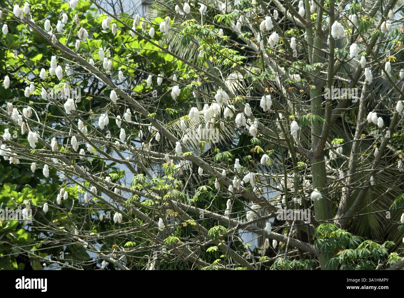 Tree name savar, Maharashtra, India, Asia Stock Photo - Alamy