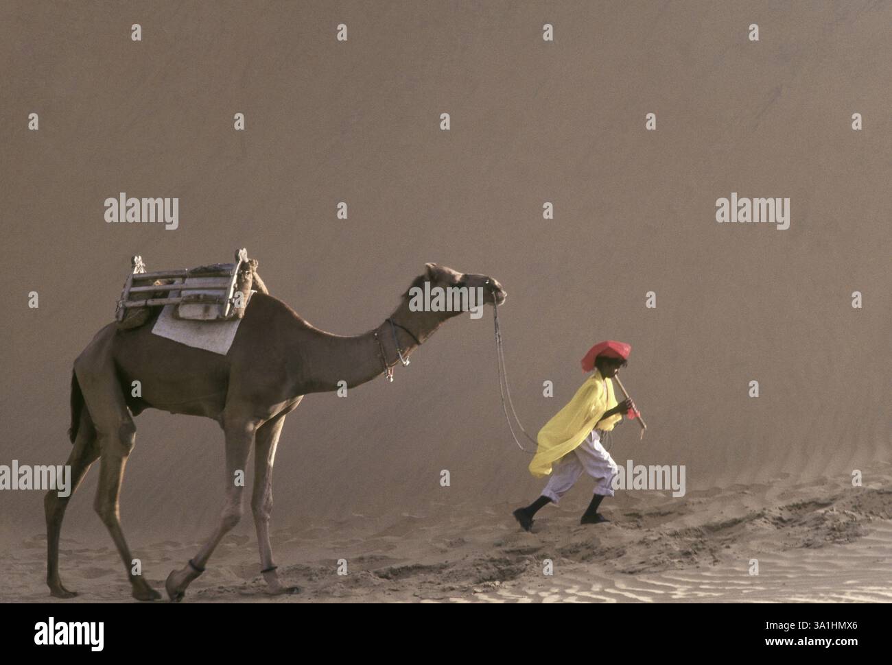 Rajasthani boy dragging camel on sand, Shergarh, Rajasthan, India, Asia ...