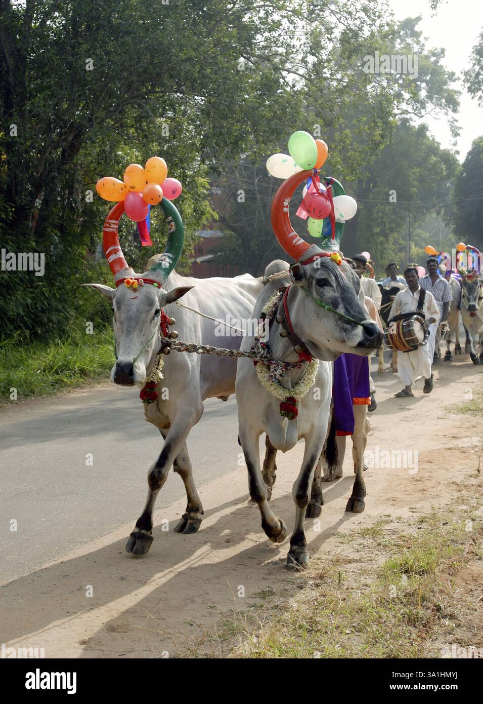 Decorated Cows and bullocks, farmers celebrating Pongal festival ...