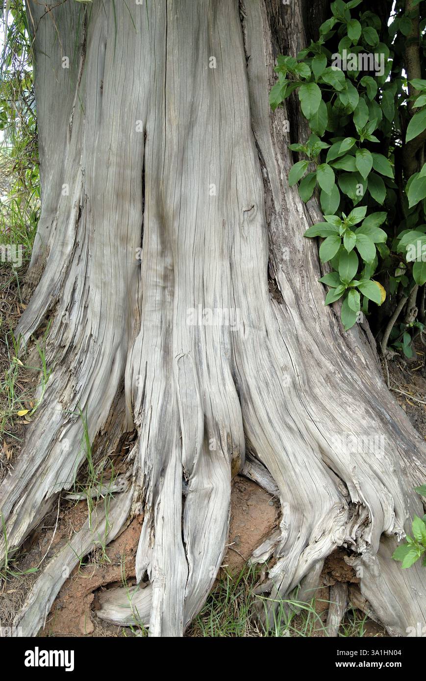Trunks leaves roots hi-res stock photography and images - Alamy