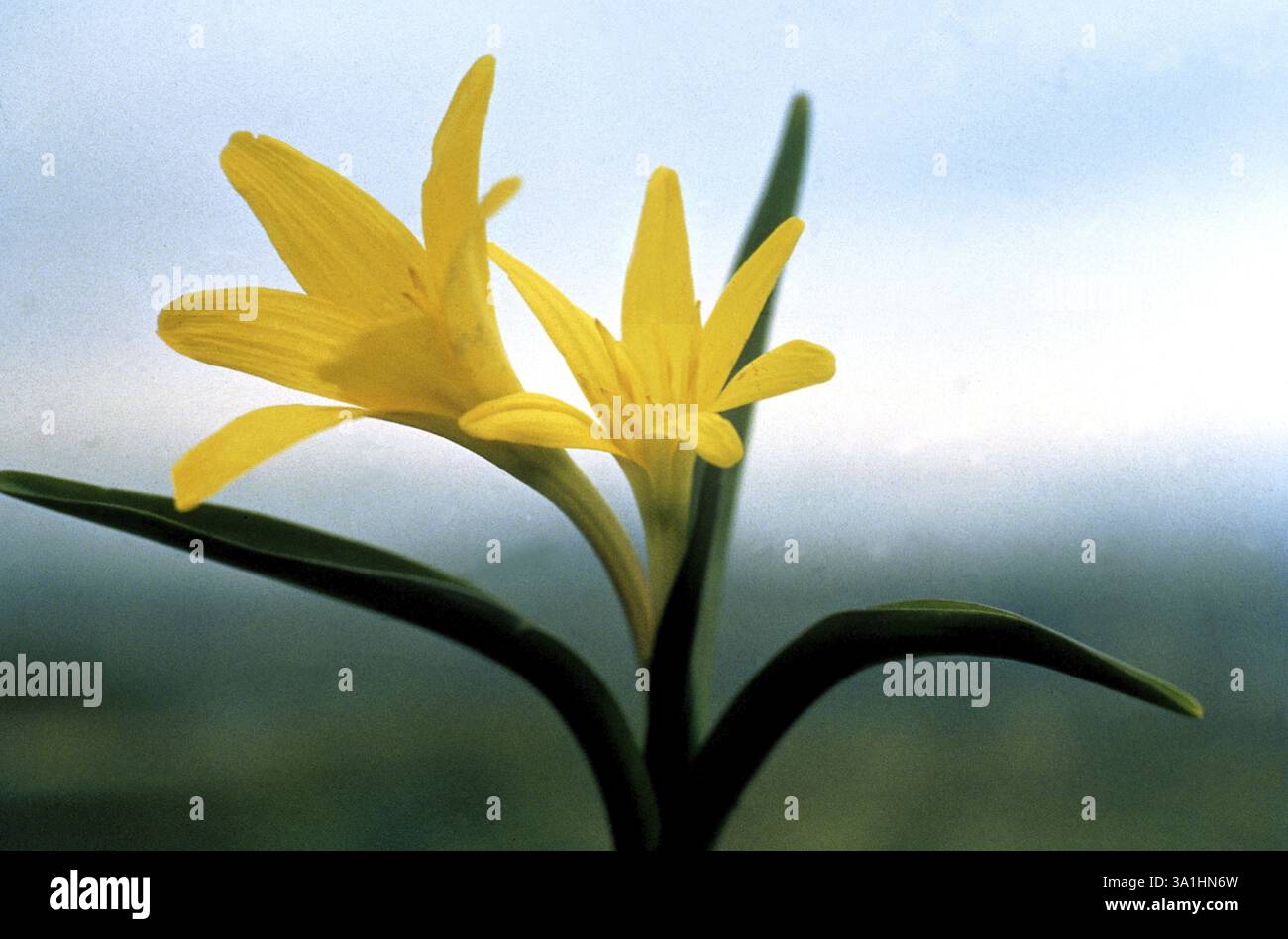 Colchicum luteum hi-res stock photography and images - Alamy