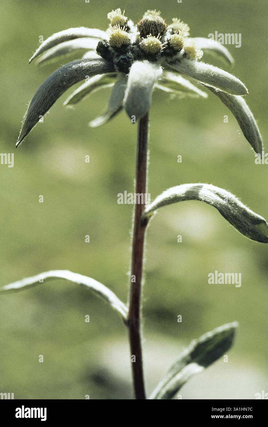 Himalayan Edelweiss Latin name Leontopodium himalayanum Stock Photo - Alamy