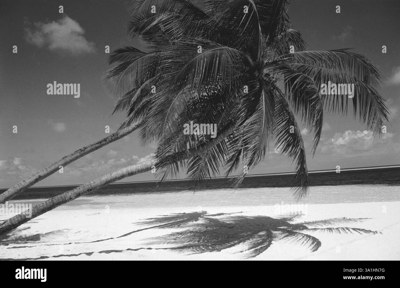 Palm shadow on empty Black and White Stock Photos & Images - Alamy