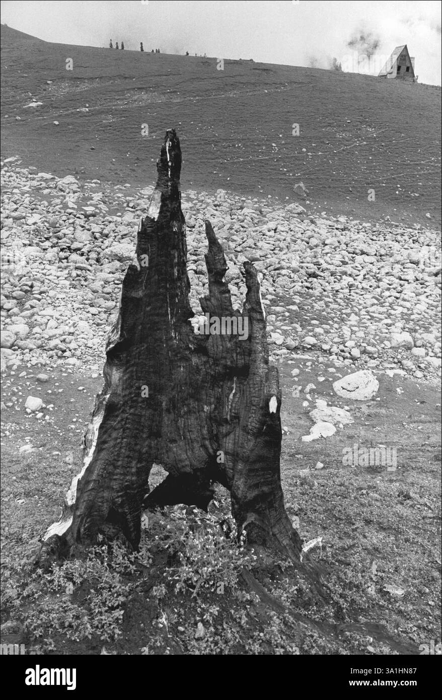 Damages tree Black and White Stock Photos & Images - Alamy