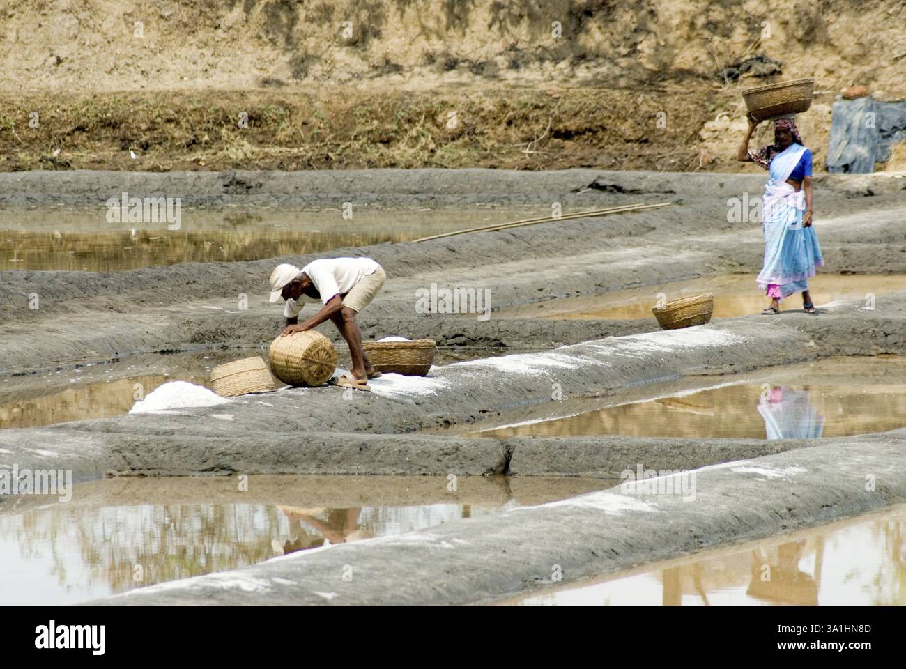 Workers at salt meadow or saltpans at village Shiroda, district ...